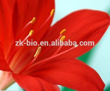 Natural Safflower Carthamus Extract, High Quality Natural Safflower ...