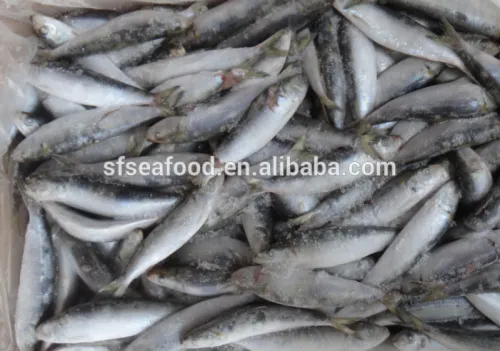 Fresh Sardine Can Fish Frozen Sardine Fish, High Quality Fresh Sardine ...