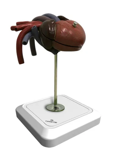 Turtle Heart Model, High Quality Turtle Heart Model on Bossgoo.com