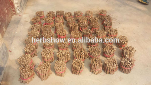 Paulownia Tomentosa Rootstock /stem For Planting, High Quality ...