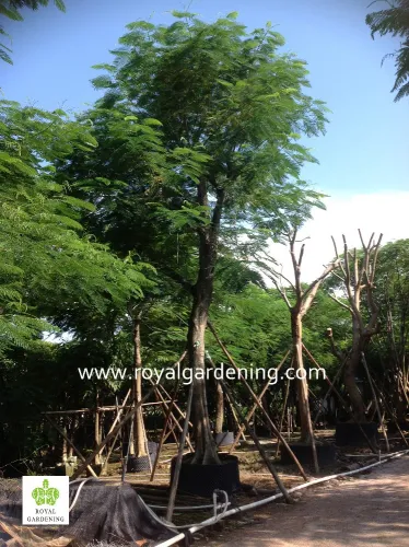 Delonix Regia Ornamental Plants Tropical Trees, High Quality Delonix ...