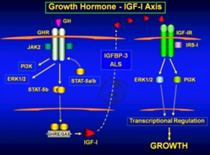 재조합 인간 단백질 펩티드 Igf 1 Lr3을 판매합니다, Bossgoo.com의 고품질 재조합 인간 단백질 펩티드 Igf 1 Lr3을 판매합니다