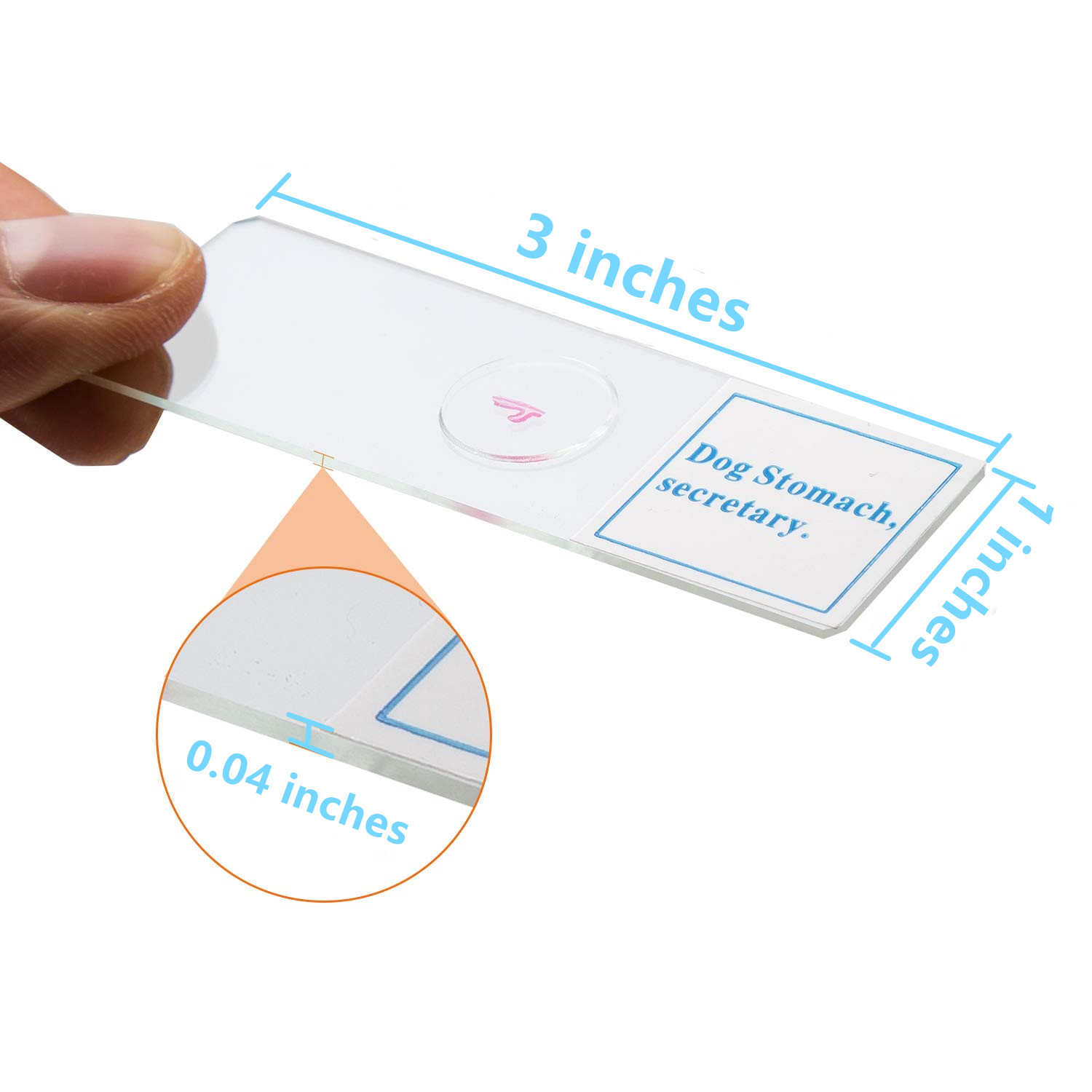 Onion Root Tip Cell Mitosis Slides (2n=16) - Analyzing Cell Division In ...