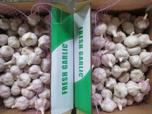 Fresh Normal Garlic Cold Storage, High Quality Fresh Normal Garlic Cold ...