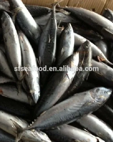 All Types Of Seafood Of Bonito Tuna, High Quality All Types Of Seafood ...