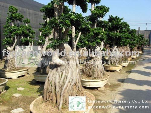 Ficus Microcarpa Indoor Outdoor Bonsai, High Quality Ficus Microcarpa ...