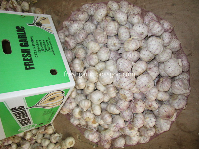 Hybrid Normal White Garlic, High Quality Hybrid Normal White Garlic on ...