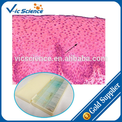 Microanatomy Tissue Slides/prepare Histology Slides/slides For ...