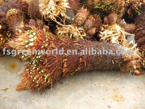 Cycas Revoluta Double Head Bare Root, High Quality Cycas Revoluta ...