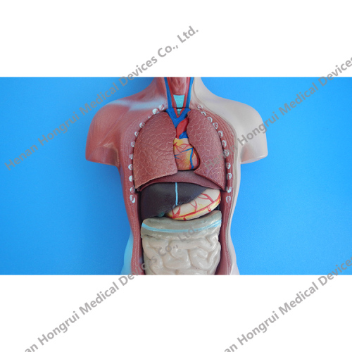 26cm Human Anatomy Torso Model&advanced Anatomy Torso Model, High ...