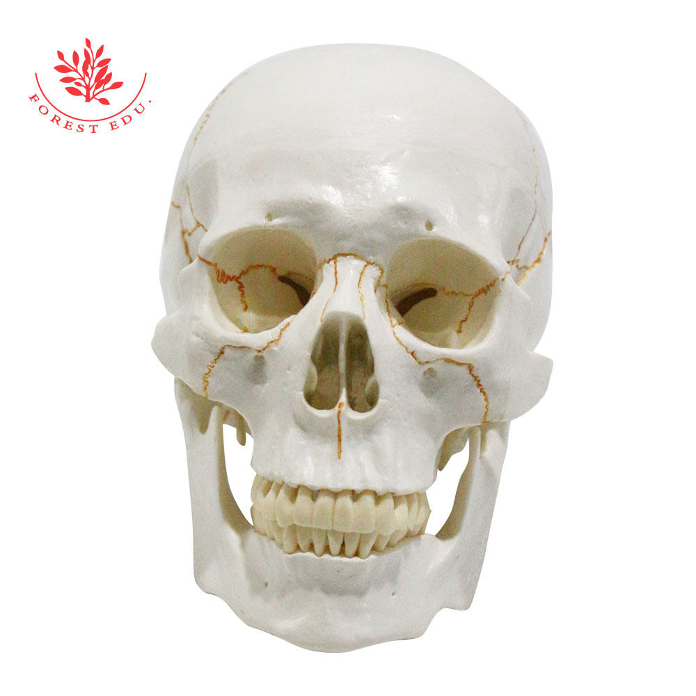 Life Size Educational Medical Anatomical Skull Model With Sutures, High ...