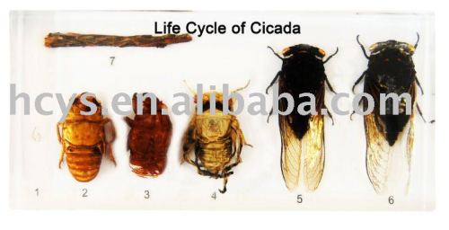Life Cycle Of Cicada, High Quality Life Cycle Of Cicada on Bossgoo.com