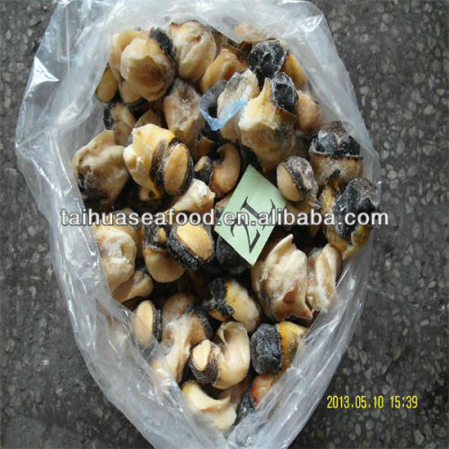 Best Season Cooking Carved Conch Shells, High Quality Best Season ...