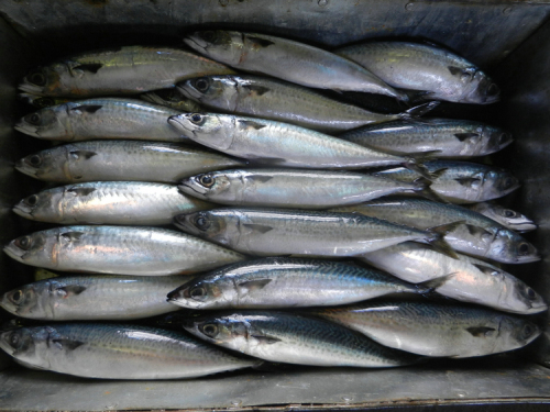 뜨거운 판매 Seafrozen Pacific Mackerel 100-200 200-300g, Bossgoo.com의 고품질 ...