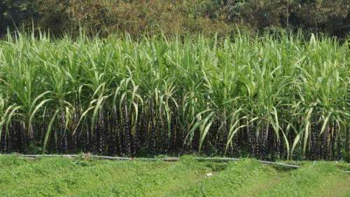 Graslan Herbicide Tebuthiuron Brigalow, High Quality Graslan Herbicide ...