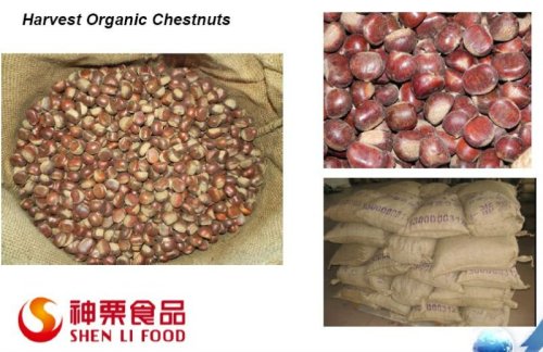 Fresh Chestnut, High Quality Fresh Chestnut on Bossgoo.com