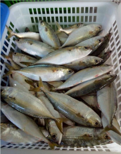 Philippine Products Indian Macker, High Quality Philippine Products Indian Macker on Bossgoo.com