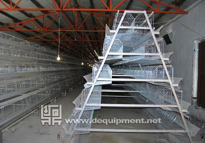 5 Teris Of 200 Birds Layer Cage, High Quality 5 Teris Of 200 Birds ...