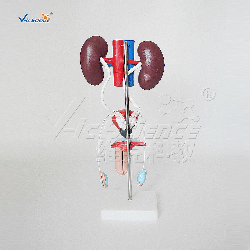 Male Urogenital System Anatomy Model, High Quality Male Urogenital ...