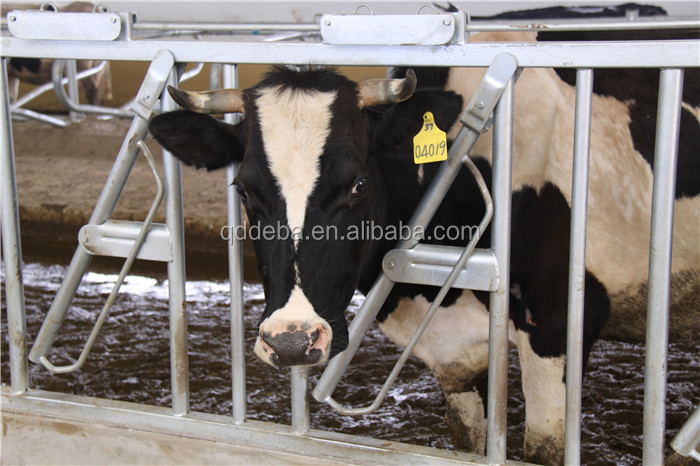 Cow Headlocks For Cattle Management On Farms, High Quality Cow ...