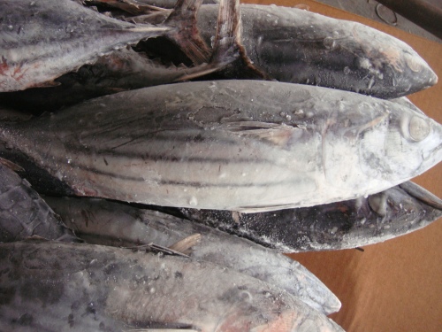 ส่งออกปลาแช่แข็งทั้งรอบ Bonito Tuna Skipjack คุณภาพสูง ส่งออกปลาแช่แข็งทั้งรอบ Bonito Tuna ...