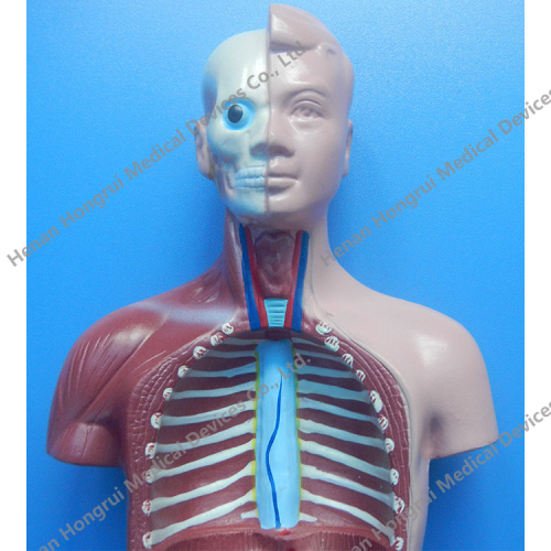 Human Body Anatomy Torso Model (42cm ,18 Parts ), High Quality Human ...