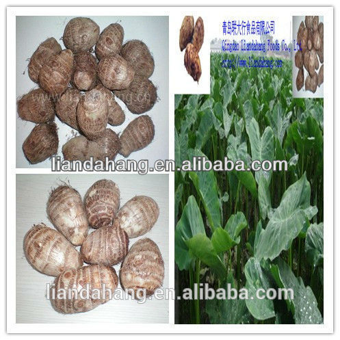 Authenticated Gap Chinese Taro, High Quality Authenticated Gap Chinese ...