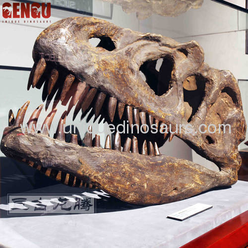 Dinosaur Fossil Replicas Allosaurus Skull , High Quality Dinosaur ...