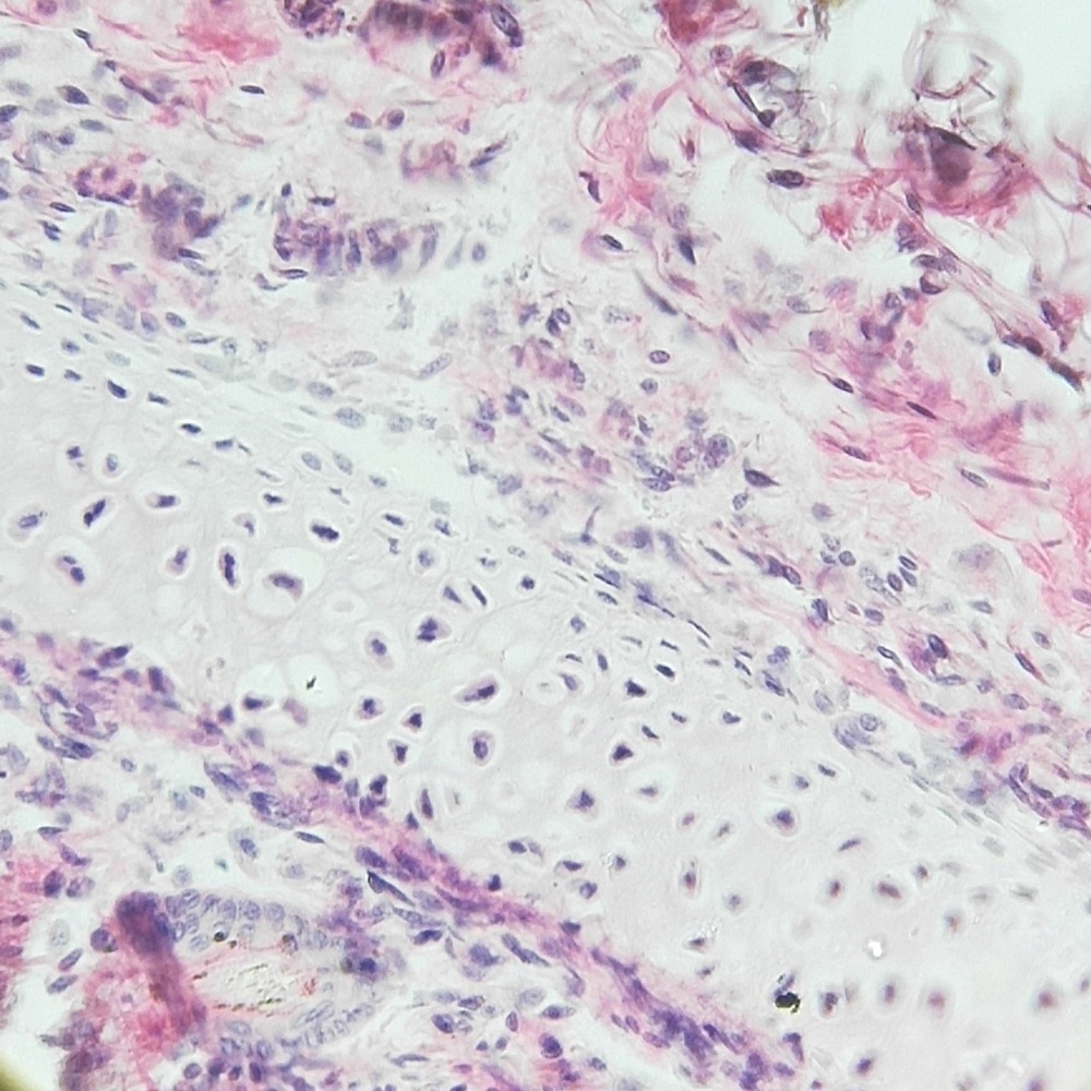 View Histology Slides: Epithelium, Muscle, Nerve, And Connective ...