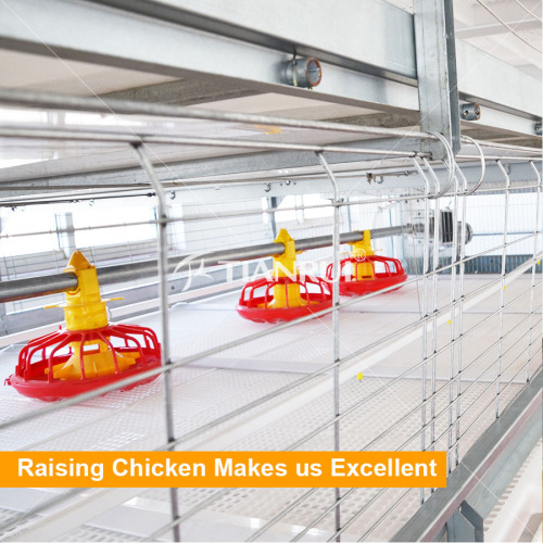 Automatic Broiler Cage System/broiler Battery Cage, High Quality ...