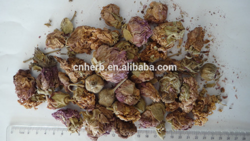 Mu Fu Rong/hibiscus Mutabilis, High Quality Mu Fu Rong/hibiscus ...
