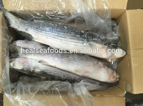 Newest Product Fish Frozen Grey Mullet Roe For Market, High Quality ...
