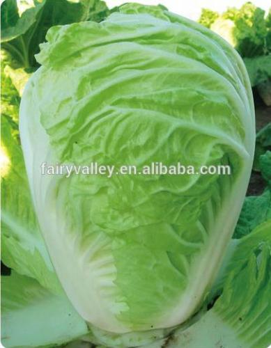 Chinese Vegetable Hybrid Cabbage Seeds Green Vegetable Seeds For ...