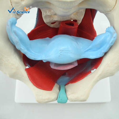 Female Pelvic Muscles And Organs Model, High Quality Female Pelvic ...