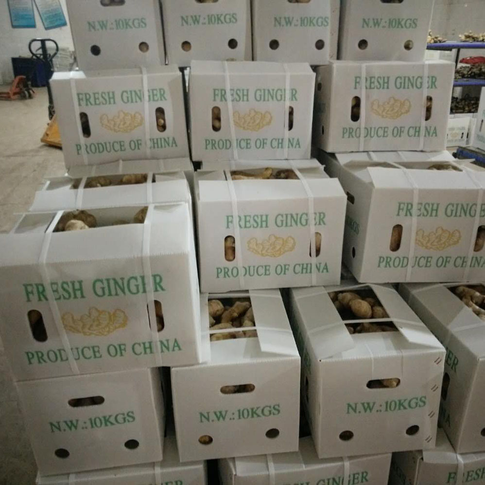 Varieties Of Ginger Fresh Ginger Specification, High Quality Varieties ...