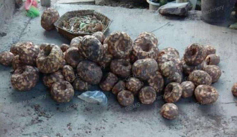 Taro Washer Blanching Taro Washing Cleaning Machine, High Quality Taro ...