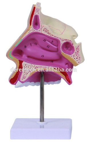 Human Nasal Cavity Model, High Quality Human Nasal Cavity Model on ...