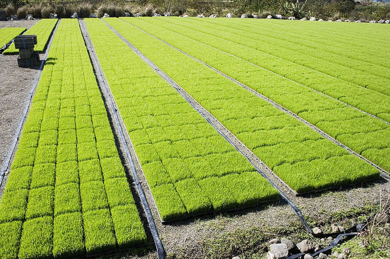 How to grow high-yielding rice