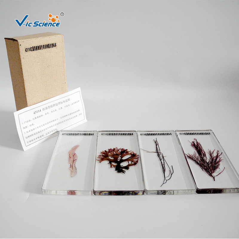 Embedded Specimen Of Red Algae, High Quality Embedded Specimen Of Red ...