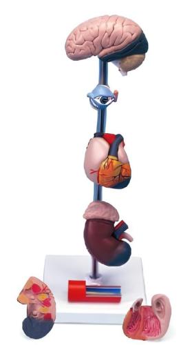 Hypertension Model, High Quality Hypertension Model on Bossgoo.com