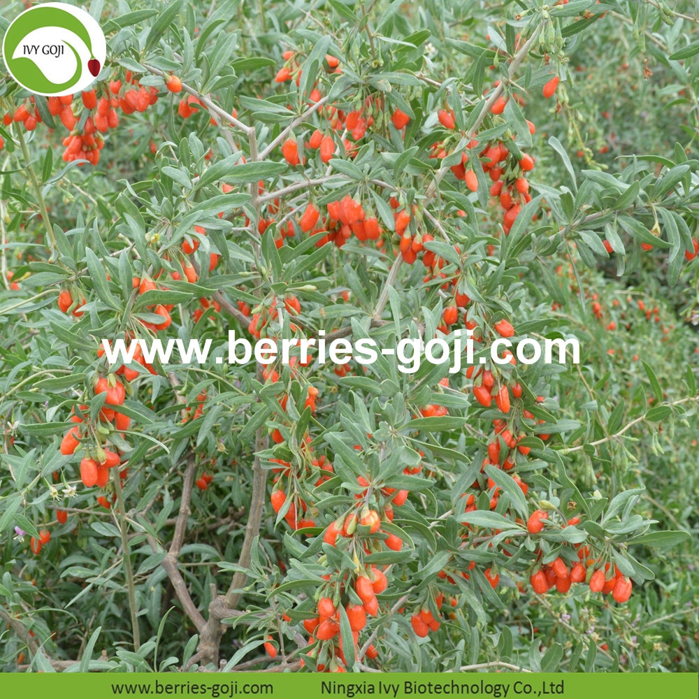 ผลไม้จากโรงงานแห้งแดงอายุ Anti Goji Berry คุณภาพสูง ผลไม้จากโรงงานแห้ง ...