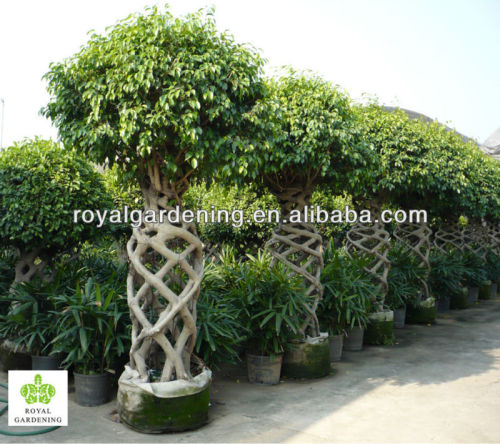 Ficus Benjamina Cage Shape Topiary Plant ( Landscaping Tree), High ...