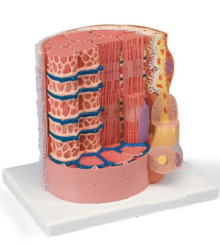 Microanatomical Muscle Fiber Model, High Quality Microanatomical Muscle ...