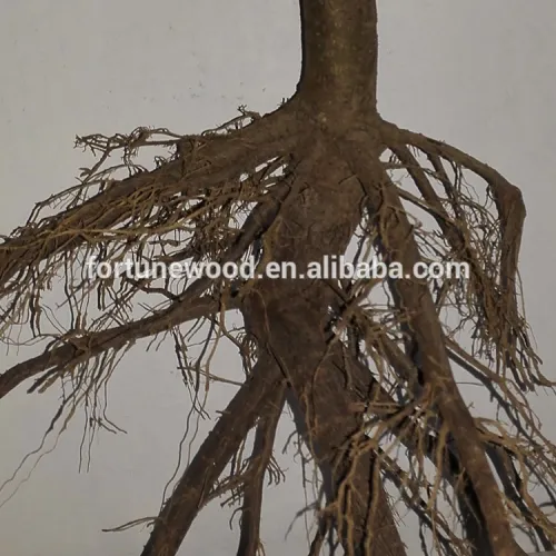 Old Species Paulownia Shan Tong Root For Dry Area, High Quality Old ...