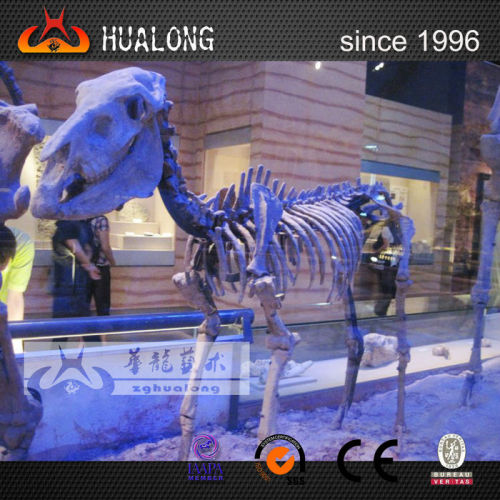 3d Specimen Dinosaur Skeleton Model, High Quality 3d Specimen Dinosaur ...