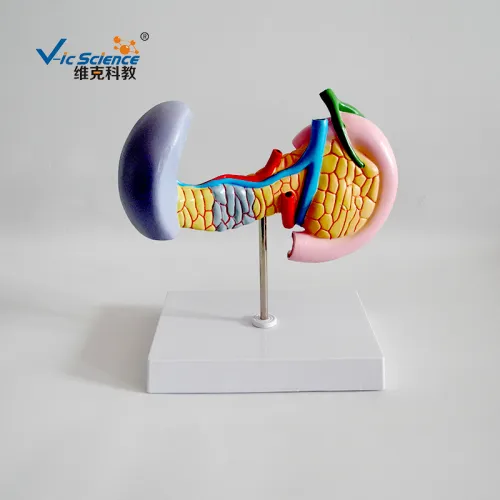 The Model Of Spleen Pancreas Gallbladder And Duodenum, High Quality The ...
