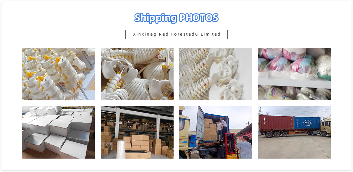 Sphenoid Bone Model Zm1015 - Natural Size, High Quality Sphenoid Bone ...