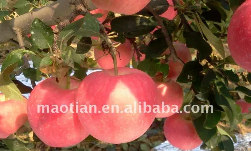 Fresh Gala Apples, High Quality Fresh Gala Apples on Bossgoo.com