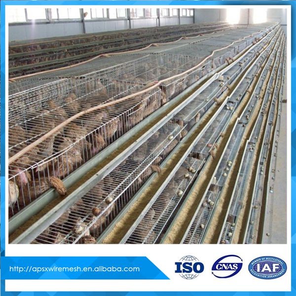 Automatic Watering System For Quail Egg Bird Cage In Farm, High Quality ...