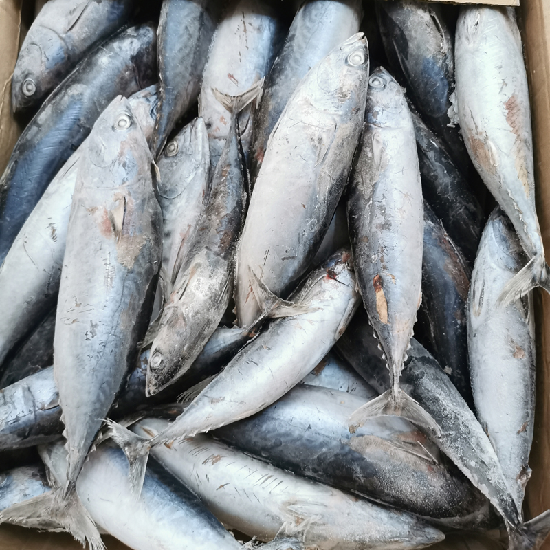 Frozen Sea Fish Frigate Bonito Tuna Big Size Auxis Thazard From China ...